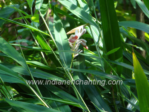 Chittaratha ചിറ്റരത്ത / കോലിഞ്ചി - indianenchanting.com