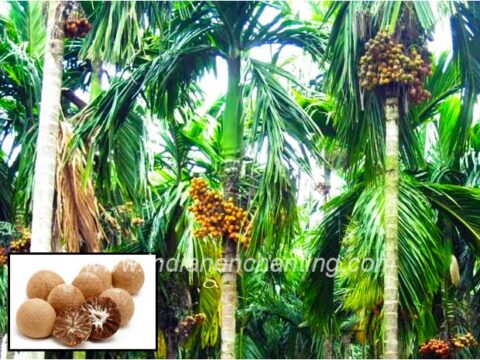Arecanut Tree - indianenchanting.com