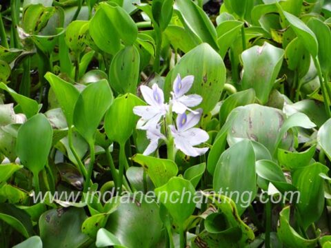 Kulavazha കുളവാഴ - കാക്കപ്പോള, കരിംകൂള, പായൽപ്പൂ