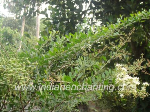 Mailanji മൈലാഞ്ചി - indianenchanting.com